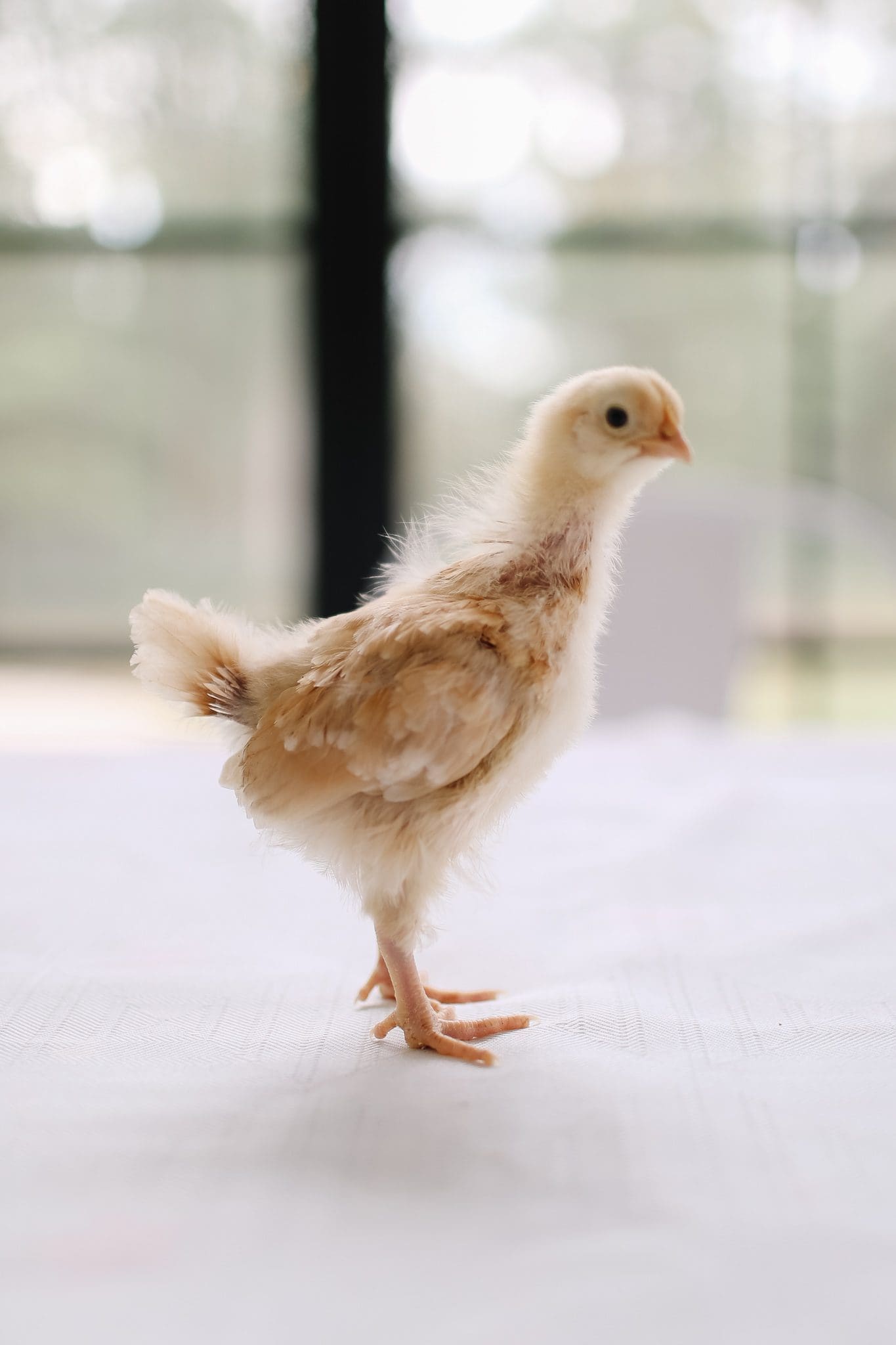 5 Things to Know about 2 Week Old Chicks - The Ginger Home