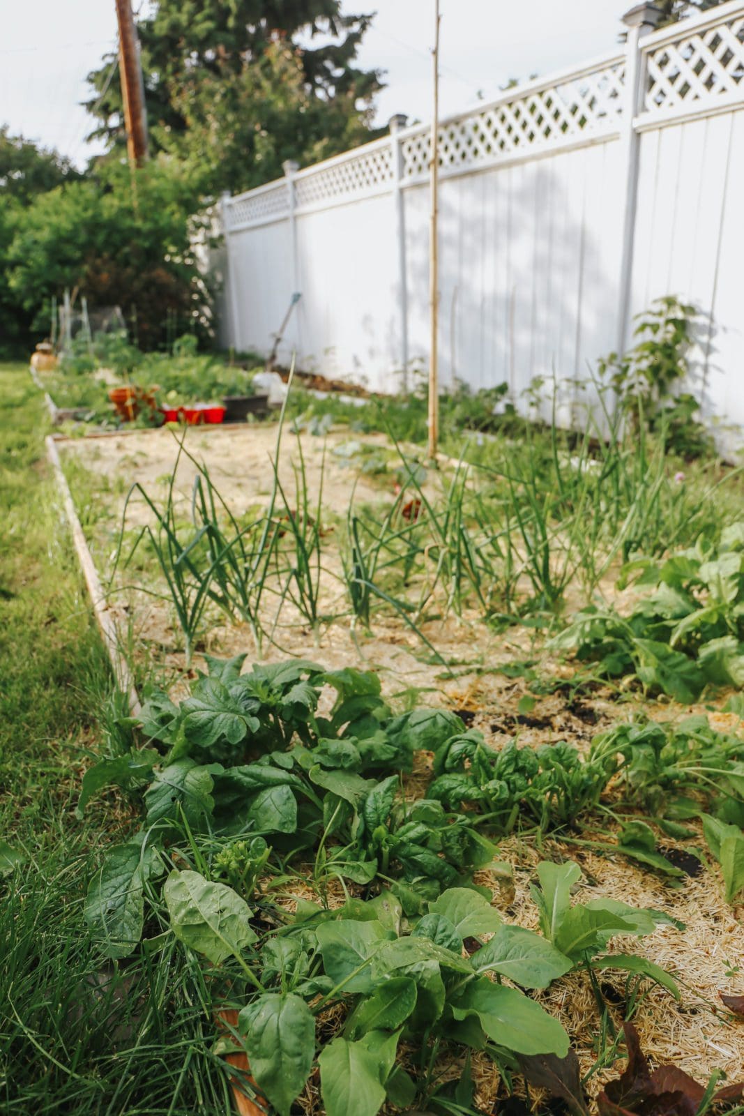 A Beginner's Guide to Urban Homesteading - The Ginger Home