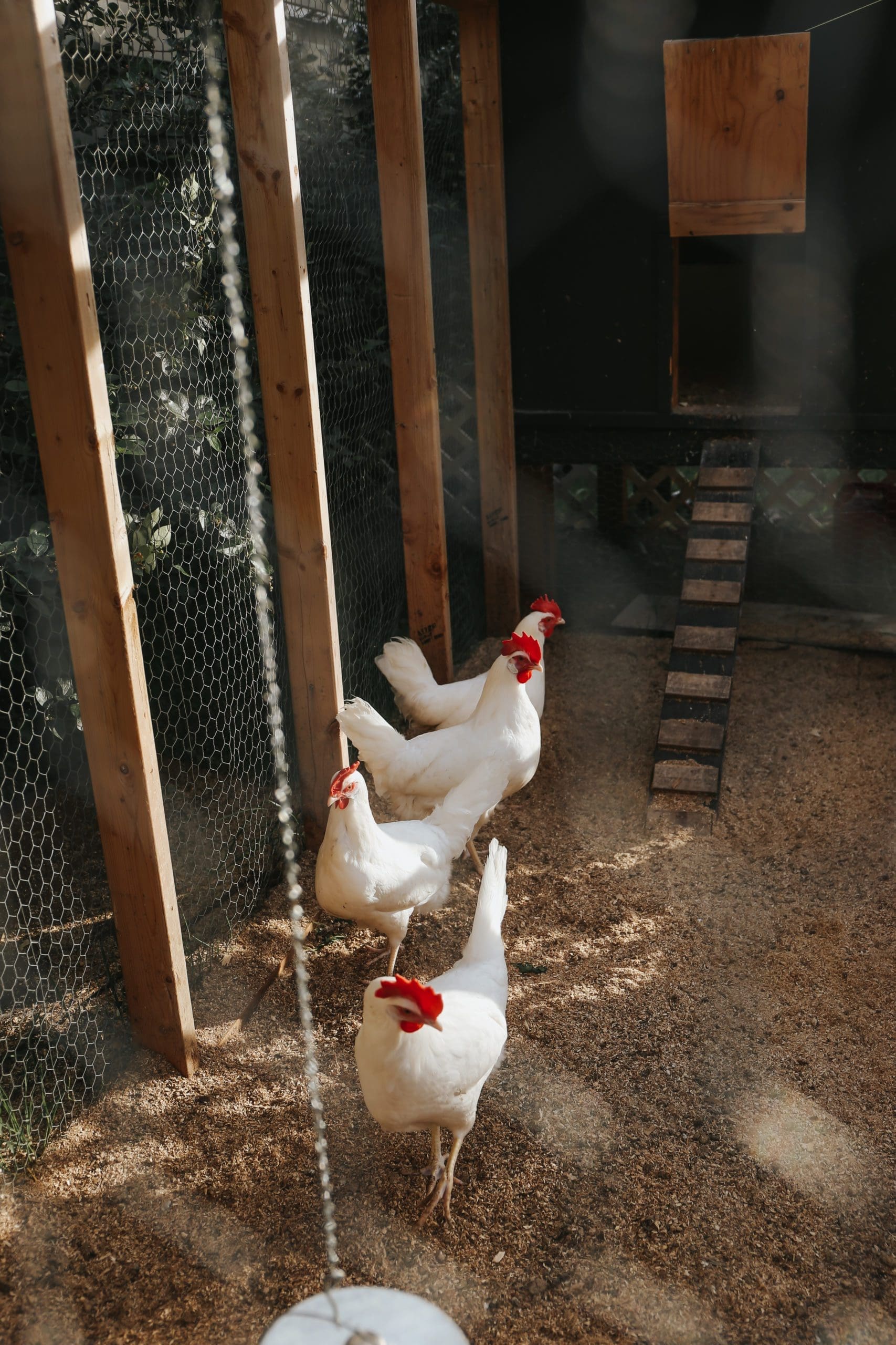 A Beginner's Guide to Urban Homesteading - The Ginger Home