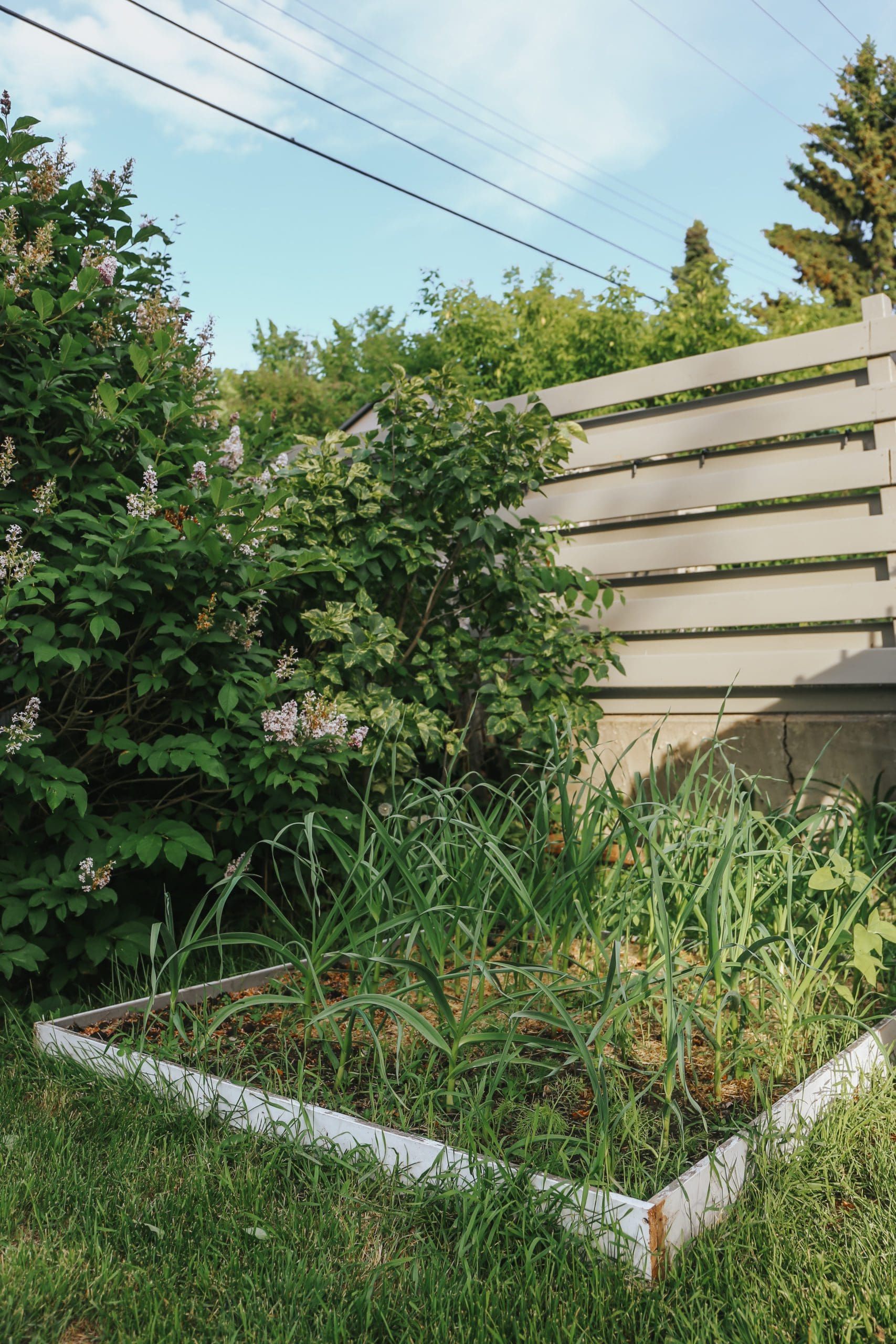 A Beginner's Guide to Urban Homesteading - The Ginger Home