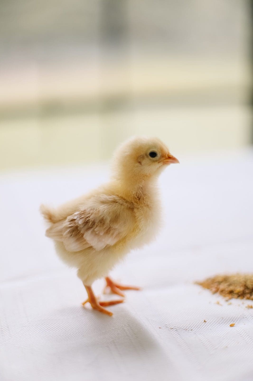 Meet our Baby Chicks - So Floofy! - The Ginger Home