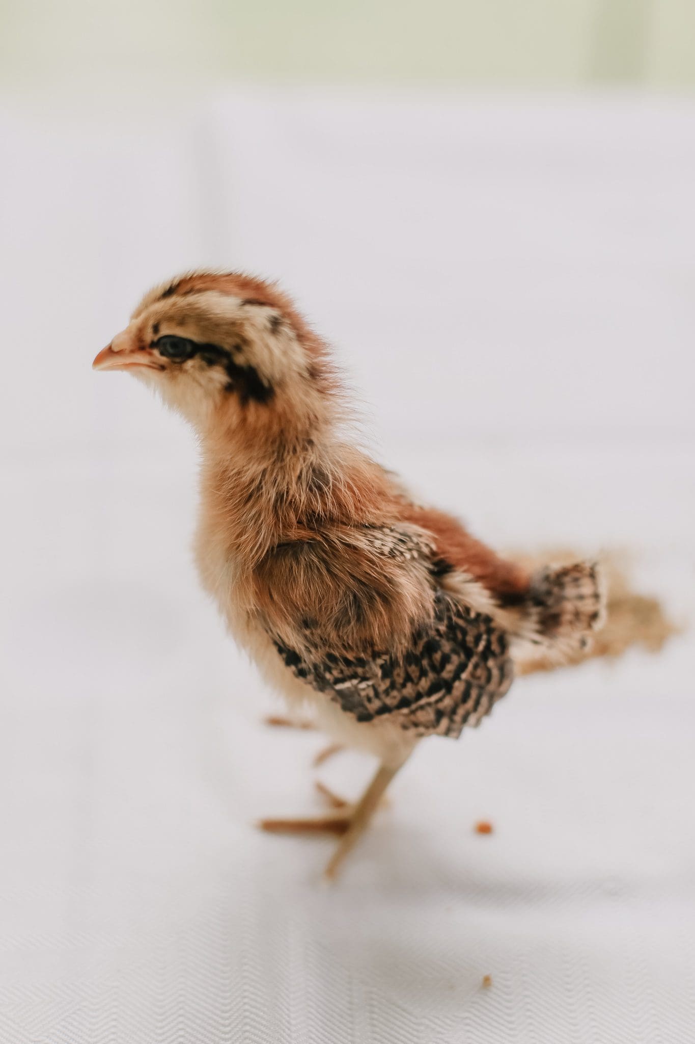 Meet our Baby Chicks - So Floofy! - The Ginger Home