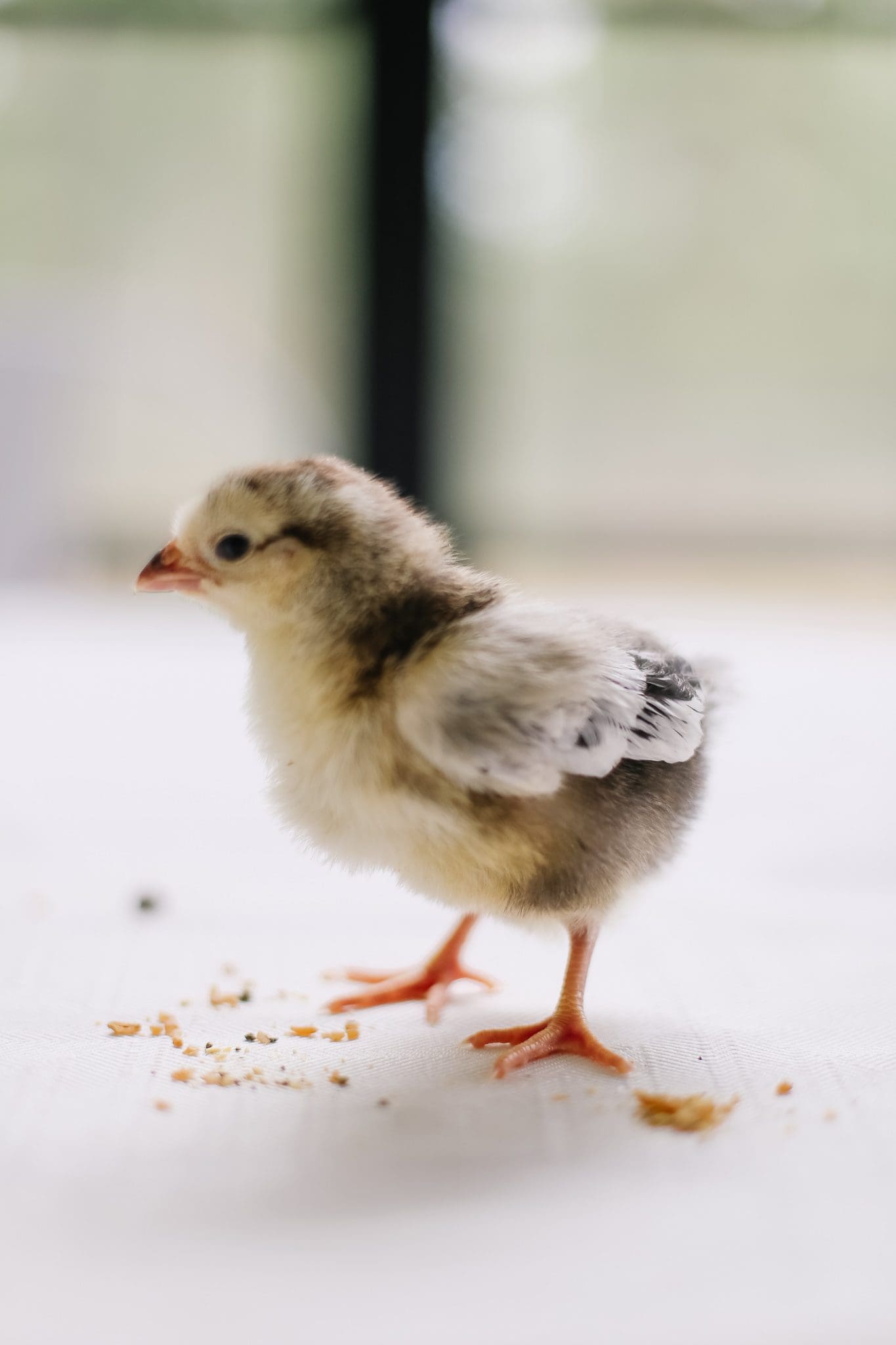 Meet our Baby Chicks - So Floofy! - The Ginger Home