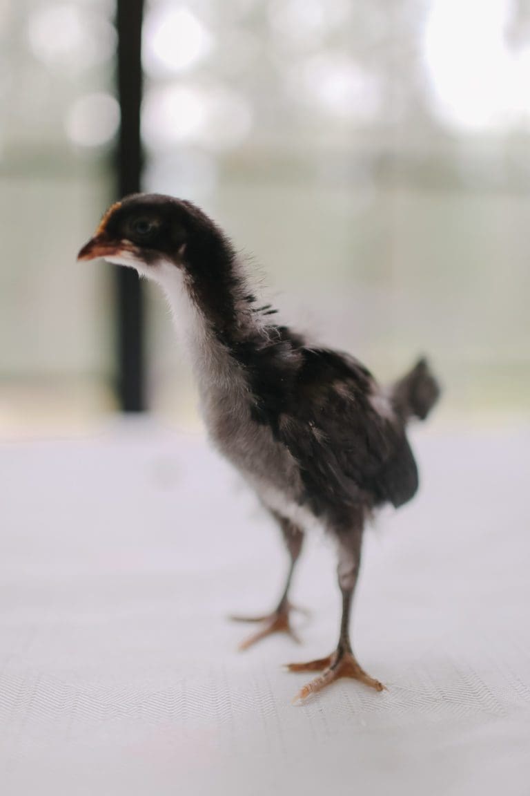 5 Things to Know about 2 Week Old Chicks - The Ginger Home