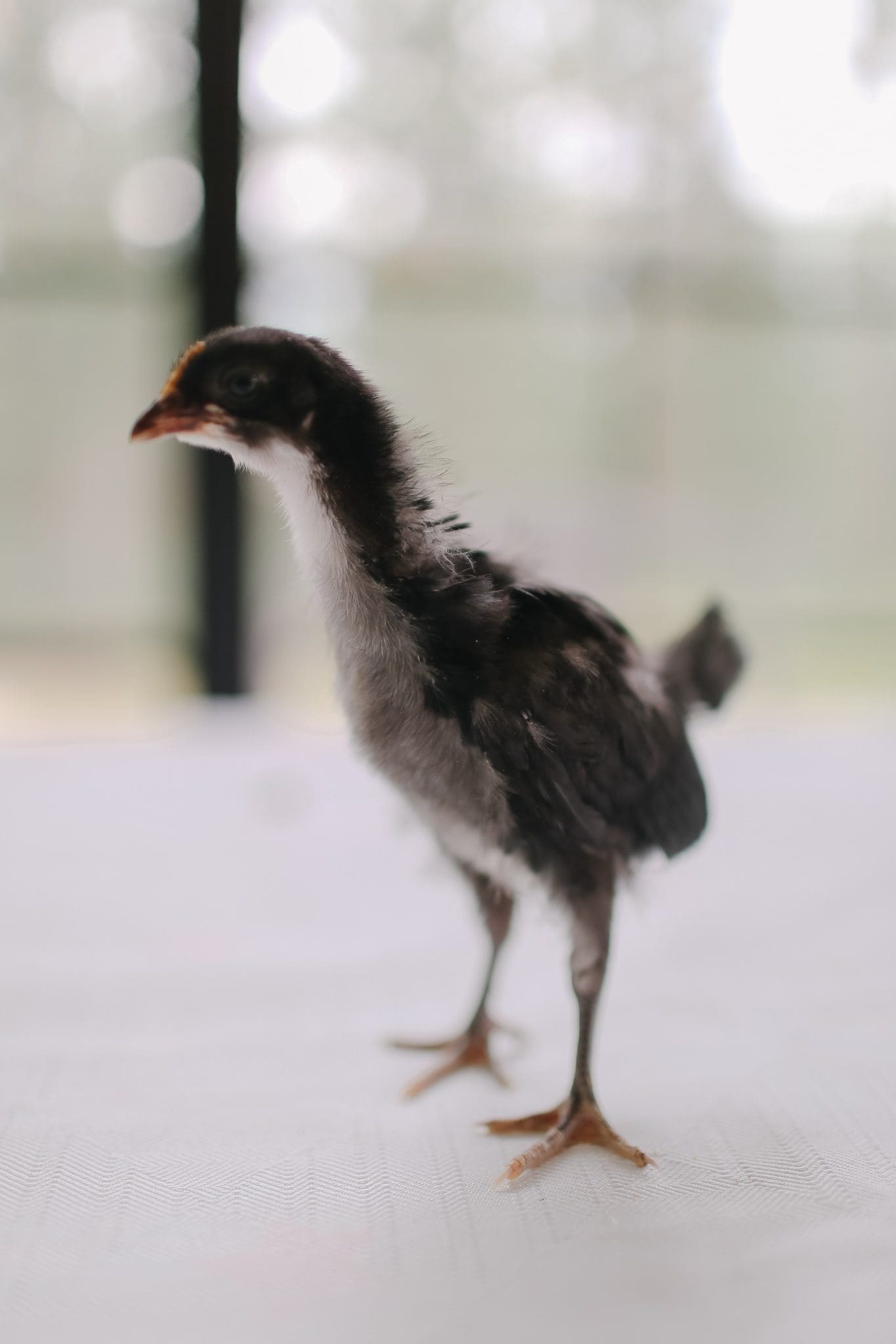 5 Things to Know about 2 Week Old Chicks - The Ginger Home