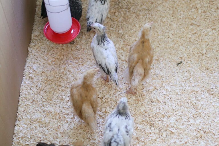 3 Important Things to Know About 4 Week Old Chicks - The Ginger Home