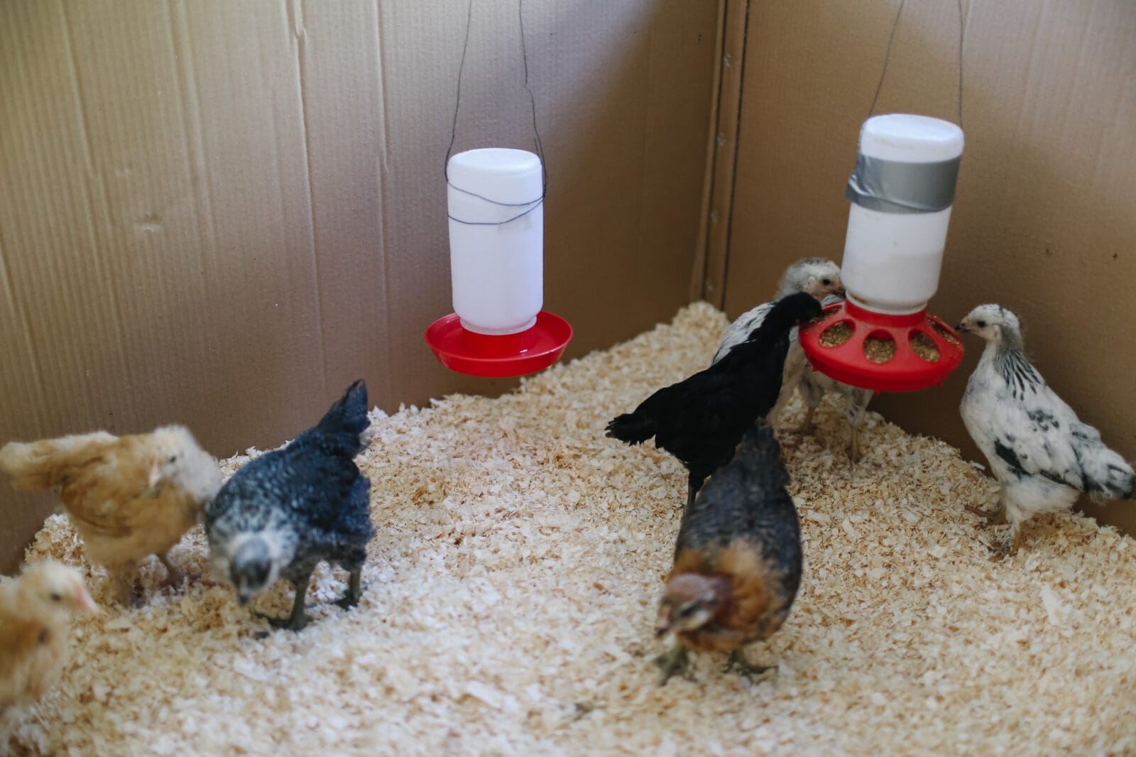 3 Important Things to Know About 4 Week Old Chicks - The Ginger Home