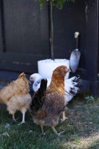 Our Chickens are Teenagers! 5 Tips for 10 Week Old Chicks. - The Ginger ...